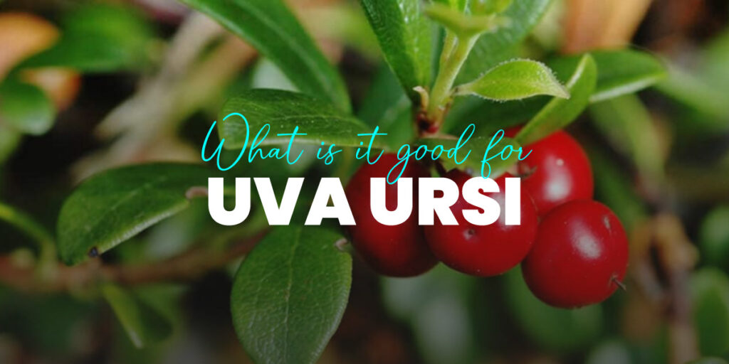 Uva Ursi - All you need to know here at the HSN Blog