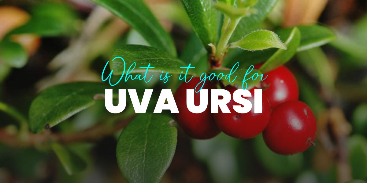Uva Ursi - All you need to know here at the HSN Blog