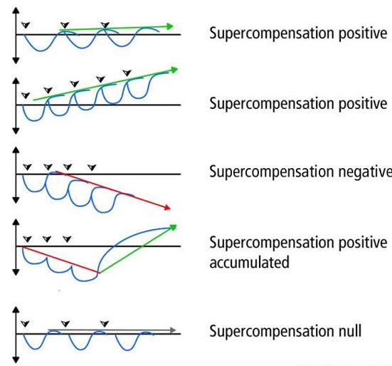 Tapering – Reach your Peak Form! 【HSN Blog】