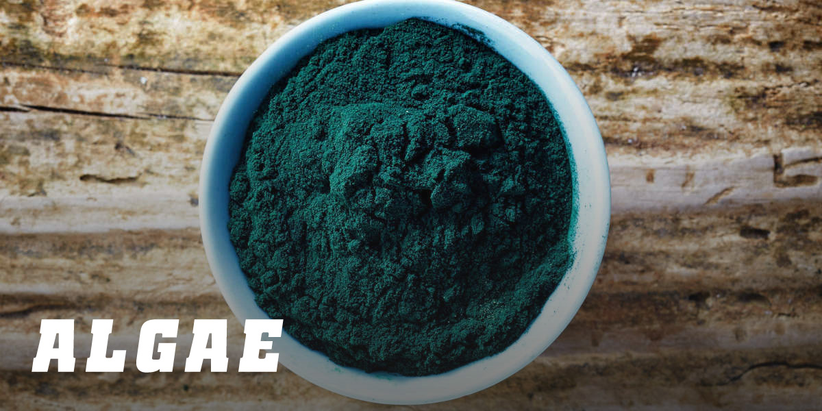 Algae - Find out their benefits for our organism - HSN Blog