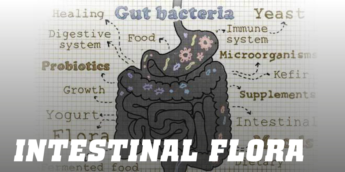 Intestinal Flora - Guide to stay healthy from the inside out