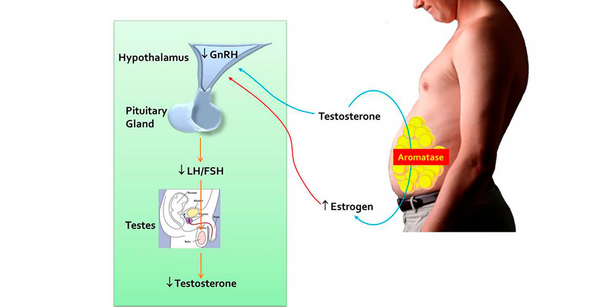 Nutrition for Fitness Competitors: Off-Season【HSN Blog】