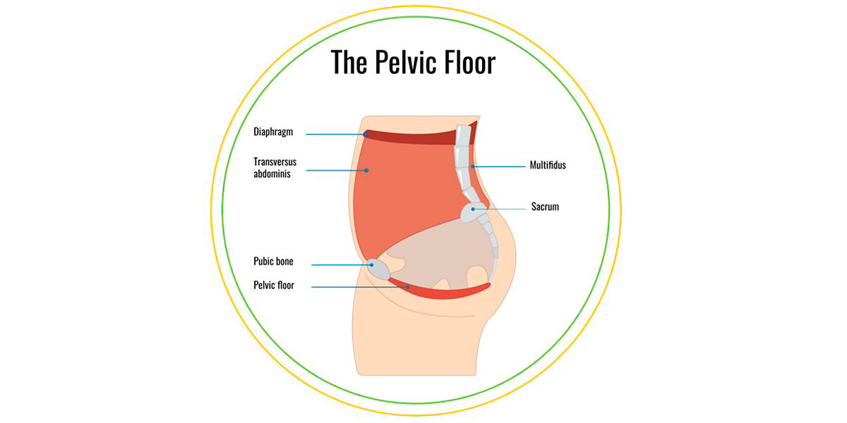 Pelvic Floor - How to Strengthen it with Kegel Exercises?【HSN Blog】