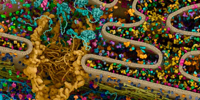 What is protein synthesis and what are its phases? | HSN