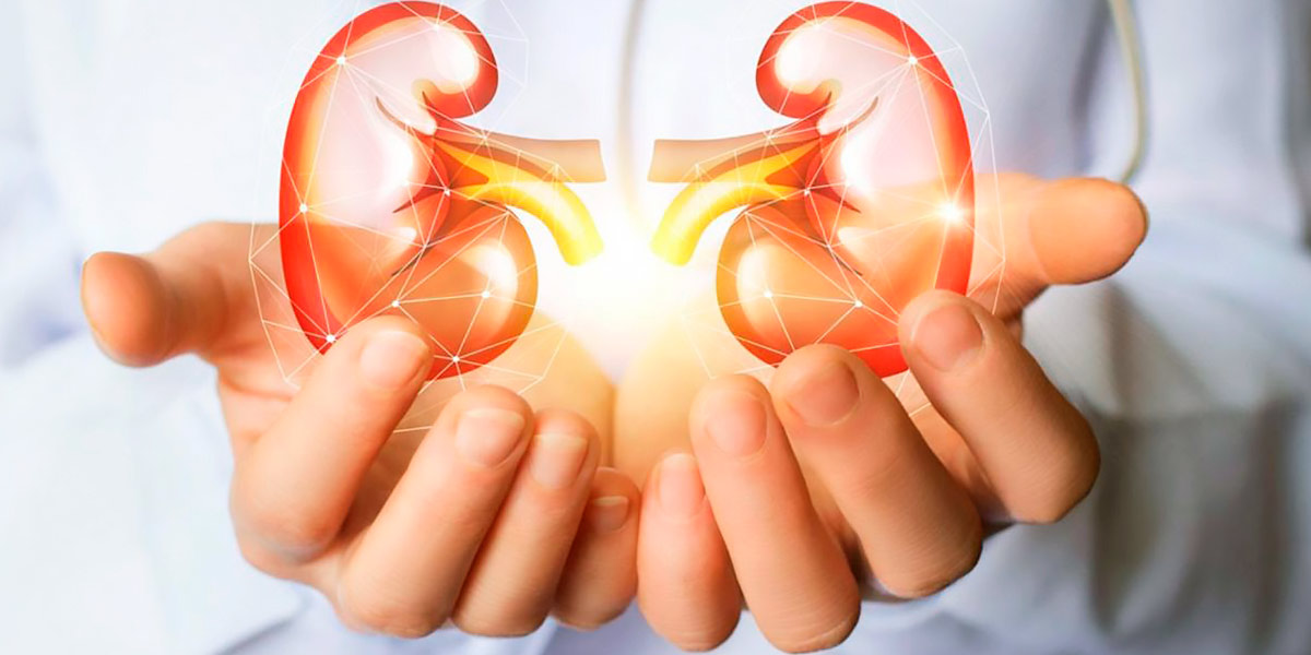 Ketogenic Diet and Kidney Function – It Helps Improve It!【HSN Blog】