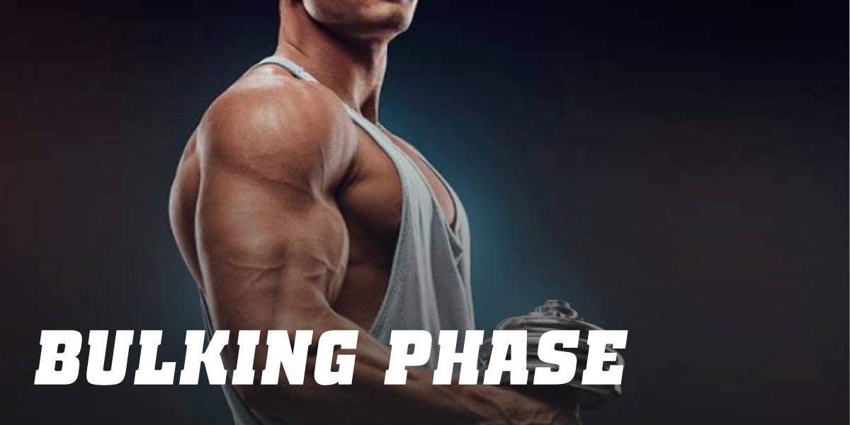 Training for Bulking Phase - Tips to grow your muscles