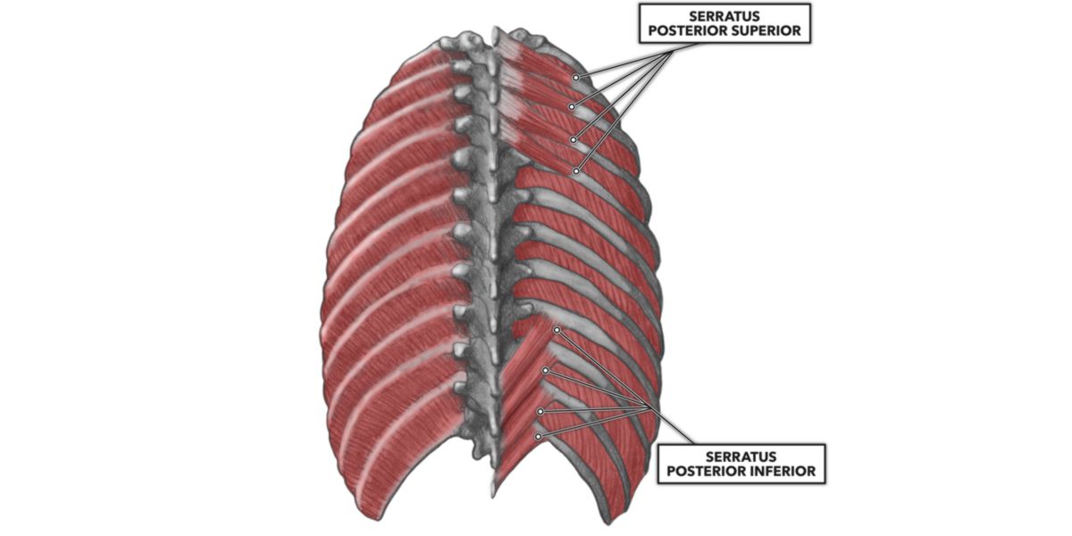 Hollow Body Hold – How to Do it Correctly【HSN Blog】