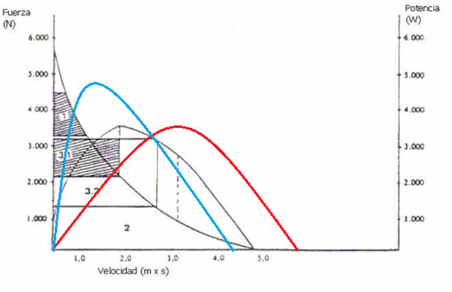 Physiological Analysis of the Basketball Player【HSN Blog】