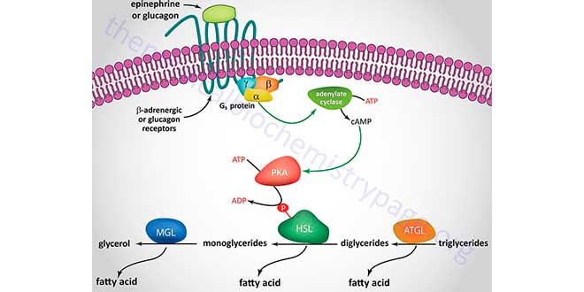 How Does Your Body Burn Fat?【HSN Blog】