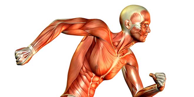 Increase Muscle Mass - The Best Nutritional Strategy and Protein Intake