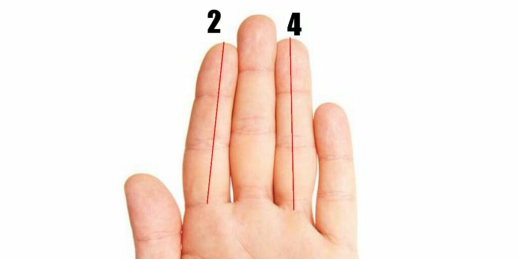 What does the 2D:4D Digit Ratio Relationship tell us?【HSN Blog】