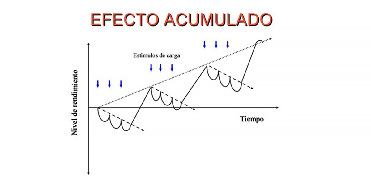 Cutting y Bulking – Gain Muscle Mass and Definition【HSN Blog】