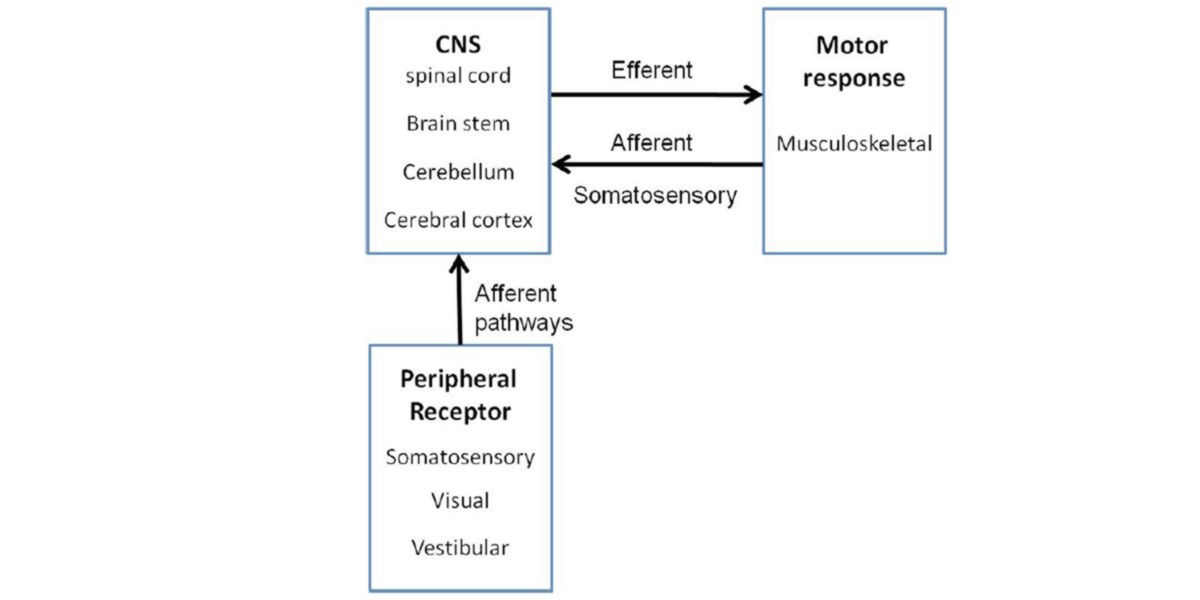 Proprioception: What it is and How to train it - HSN Blog