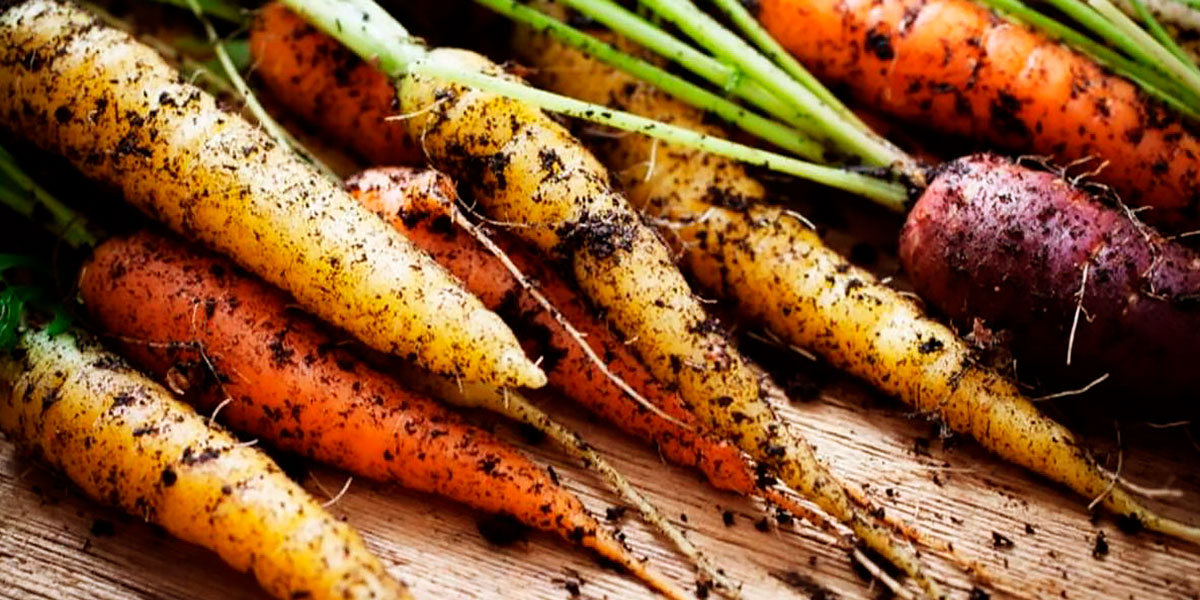 Eco, Bio, and Organic Foods: What's the Difference? - HSN