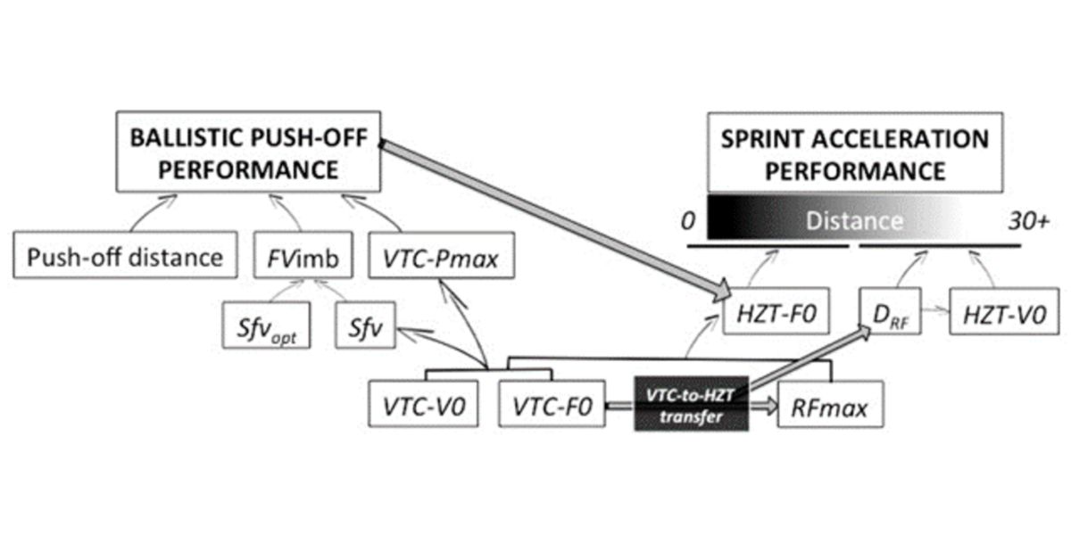 Vertical Jump: Everything you need to know to Improve