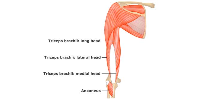 Bicep and Tricep Exercises: Which are the BEST?