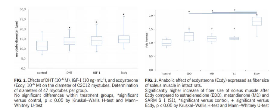 Beta-Ecdysterone - The Ultimate Anabolic Substance? - HSN