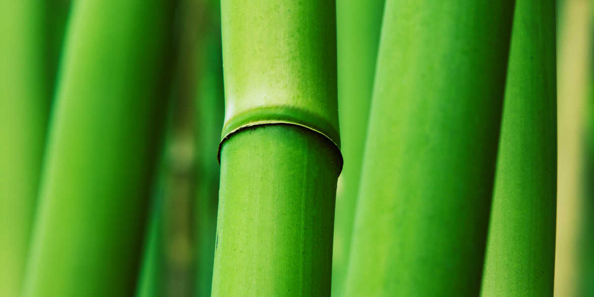 Bamboo Extract: Benefits and Uses in Cosmetics - HSN Blog