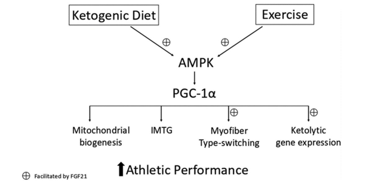 Ketogenic Diet in Strength Sports – Are They Compatible?