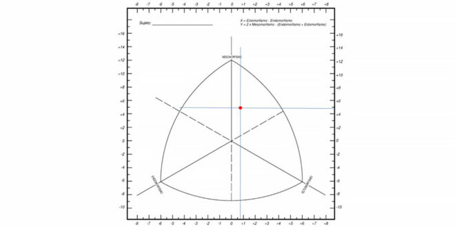 Body Types: Ectomorphs, Mesomorphs or Endomorphs? HSN Blog