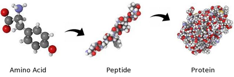 Essential Amino Acids (EAAs) - Why Take Them? 【HSN Blog】