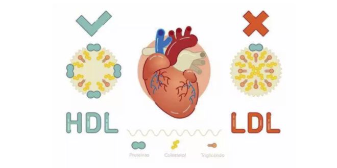 Checking Your Cholesterol: HDL/LDL, Triglycerides - HSN Blog