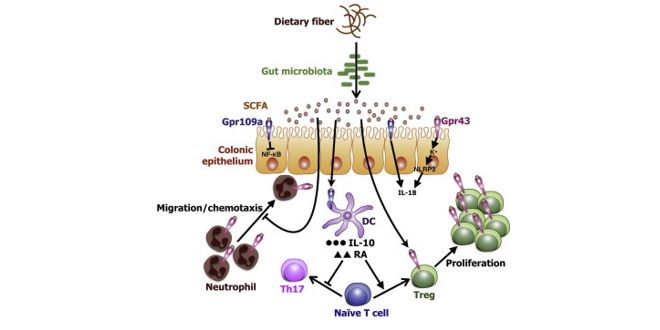 Microbiota as a Key to Fighting Obesity - HSN