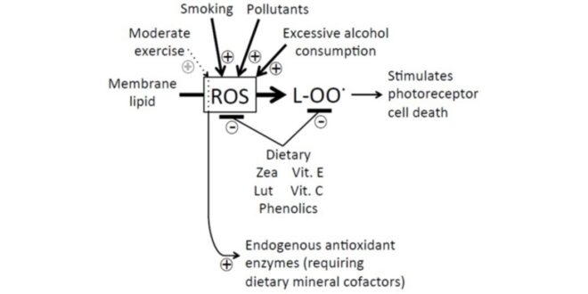 Supplements for Macular Degeneration | The Most Effective