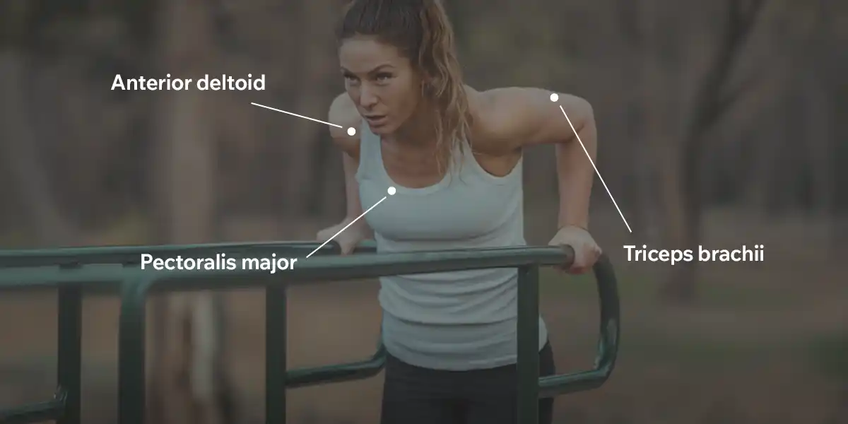 HSN Guide to Mastering Chest Dips on Parallel Bars