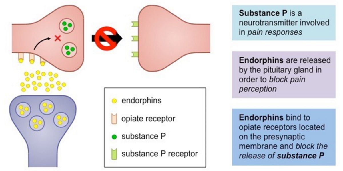 Sport and Endorphins - What is their Relationship? - HSN Blog