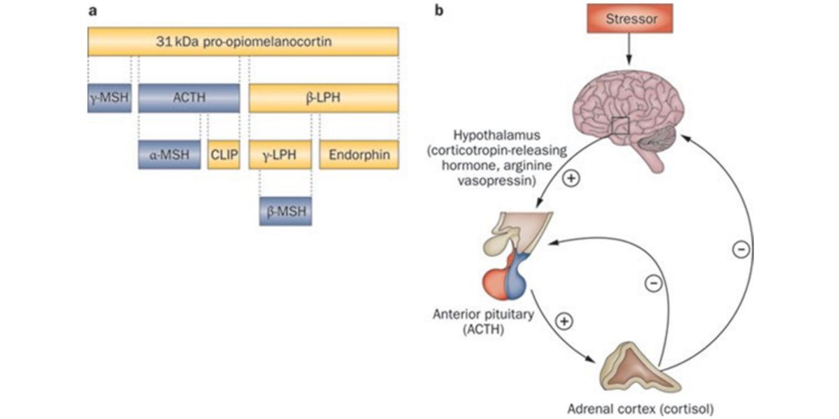 Sport and Endorphins - What is their Relationship? - HSN Blog