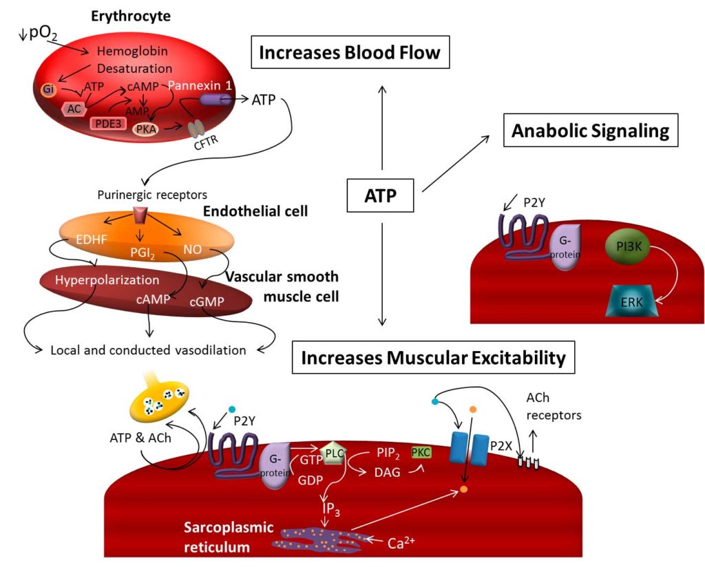 How Peak ATP® works and its performance benefits