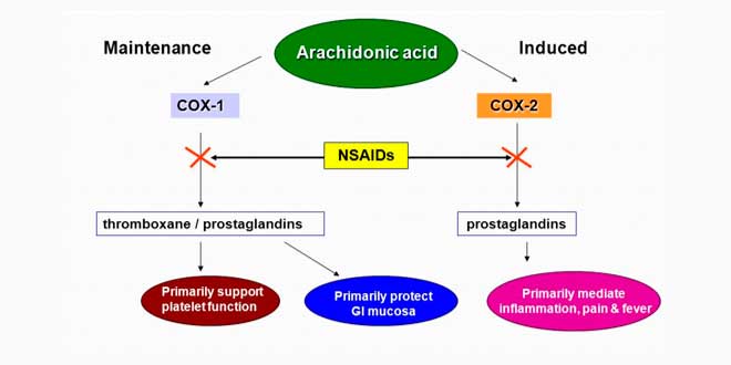 Why not take anti-inflammatory drugs after training?