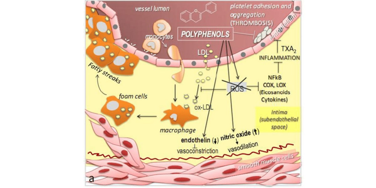 Grape seed extract (OPC) properties and uses