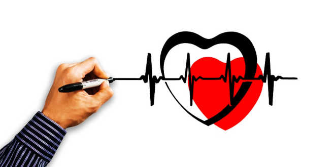Differences between a trained and a sedentary heart
