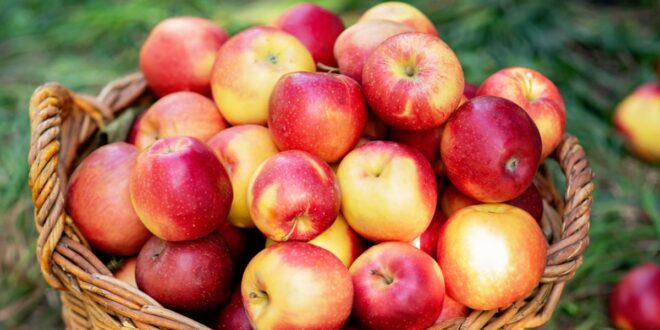 What are the benefits of taking apple cider vinegar?