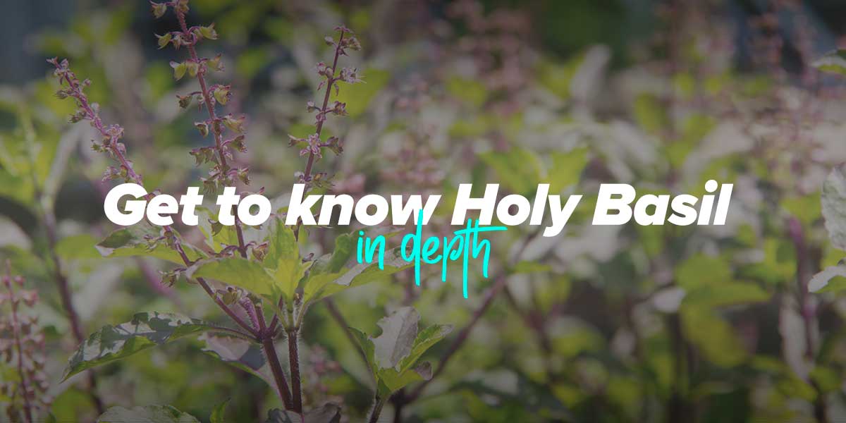 Everything You Need to Know About Holy Basil