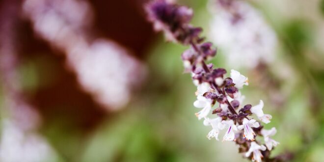 Everything You Need to Know About Holy Basil